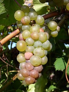 Vignoles Wine - Missouri Wine Country